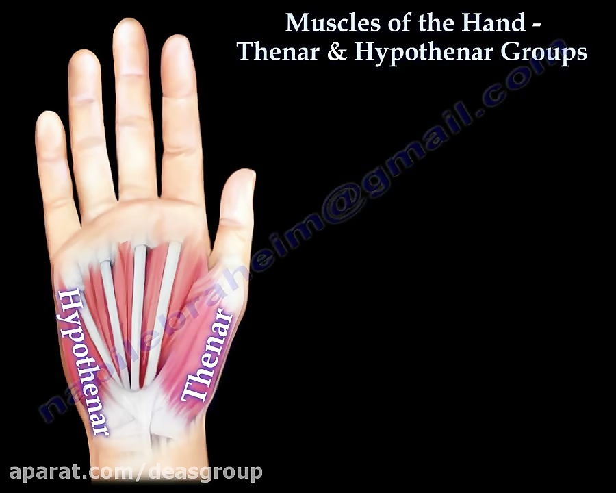 Muscles Of The Hand Thenar Hypothenar Groups - Everything You Need To Know