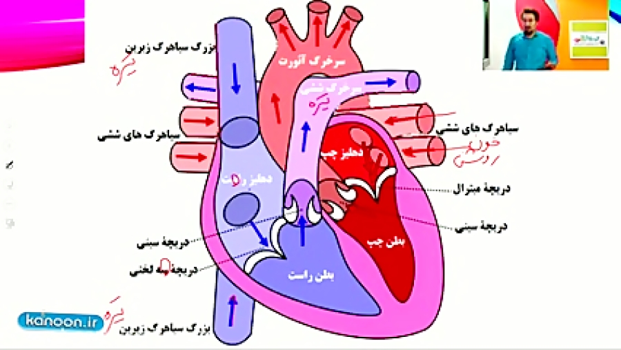 ساختار و عملکرد قلب - فصل 4- زیست دهم