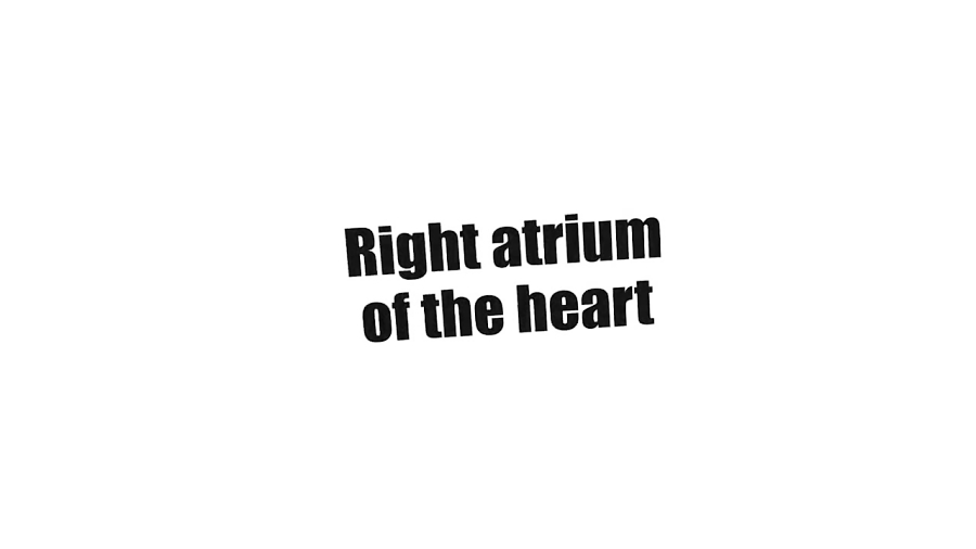 Right Atrium - Definition, Function Anatomy - Human Anatomy | Kenhub