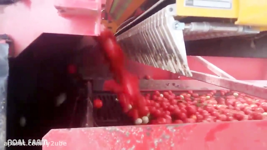 Tomato Harvesting machine mega modern agriculture || How to harvest ...