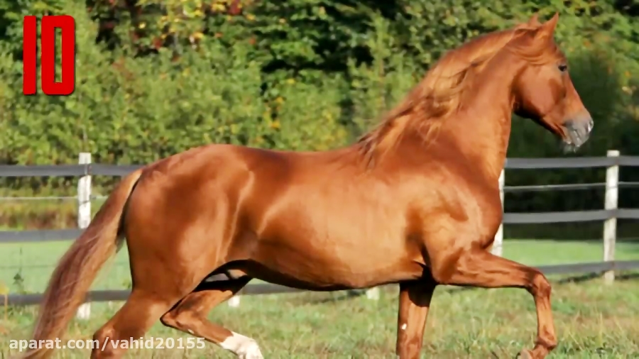 زیباترین اسب های دنیا
