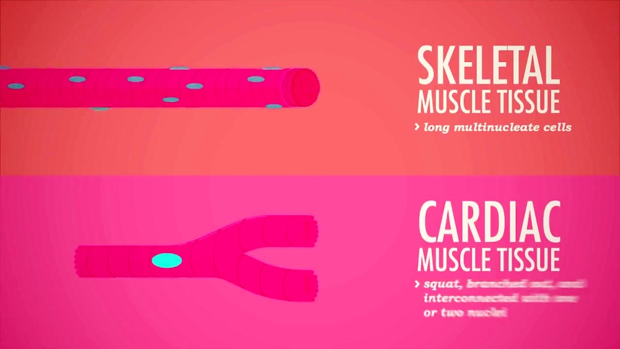 The Heart, part 2 - Heart Throbs: Crash Course AP #26