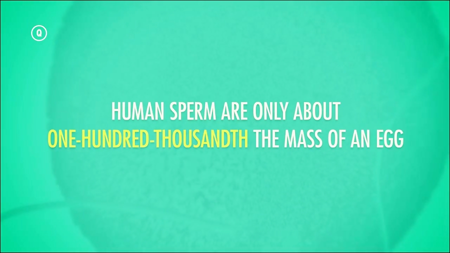 Reproductive System, part 2 - Male Reproductive System: Crash Course AP 41