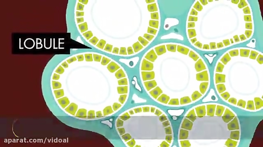 غده تیروئید و نقش آن در متابولیسم یاخته ها زیست یازدهم