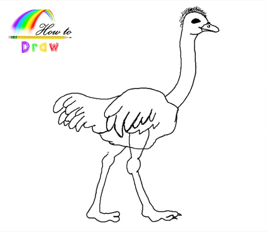 How to Draw an Ostrich Easy Step by Step