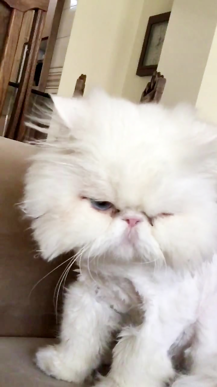 سگ وگربه و من