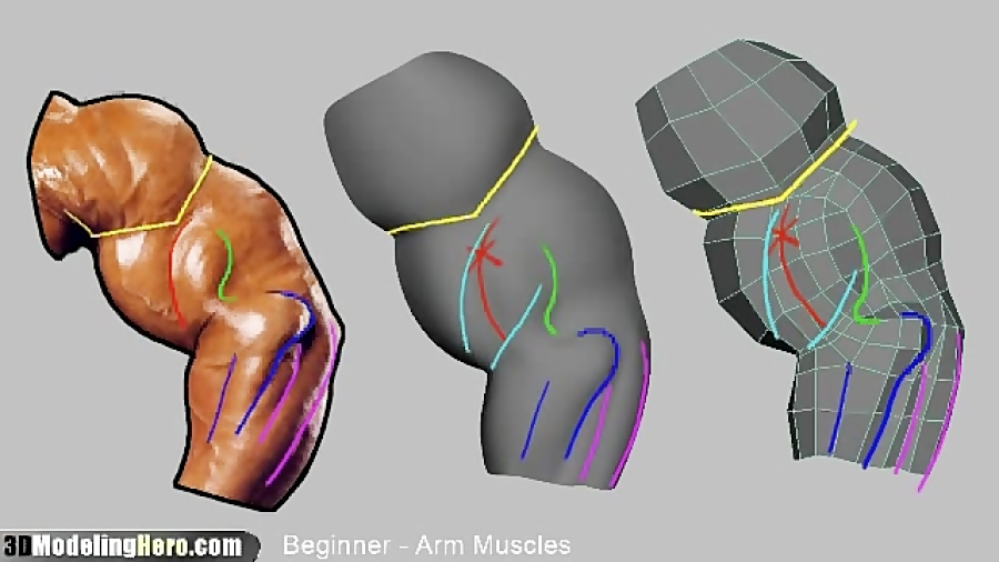 How to Model Arm Muscles - Low Poly Beginner 3D Modeling Tutorial