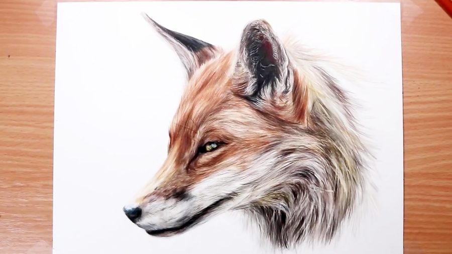 How to Draw Realistic Fur with Coloured Pencils | Drawing Tutorial