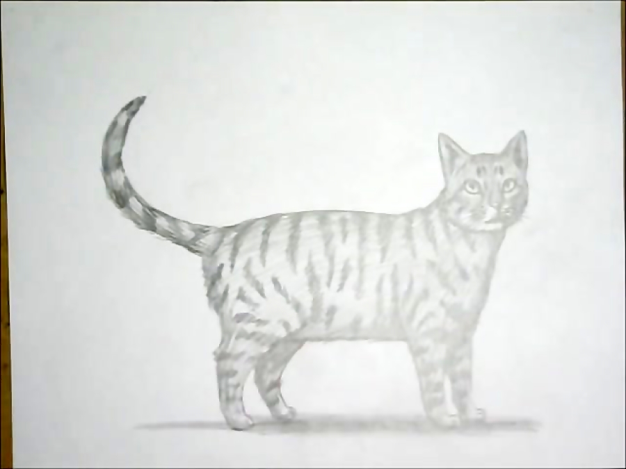 How to Draw a Cat (Tabby)
