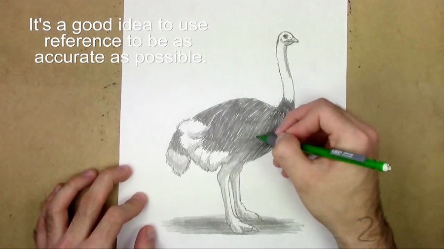 How to Draw an Ostrich
