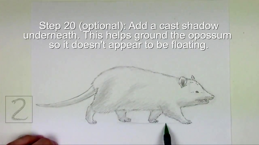 How to Draw an Opossum