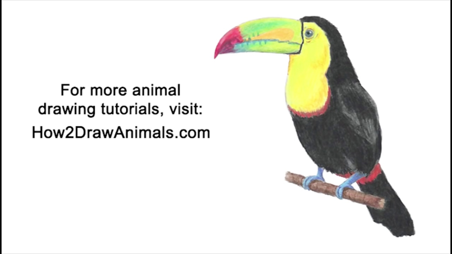 How to Draw a Toucan (Keel-Billed)
