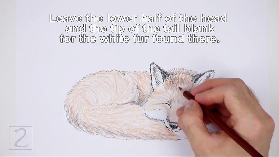 How to Draw a Fox (Sleeping)