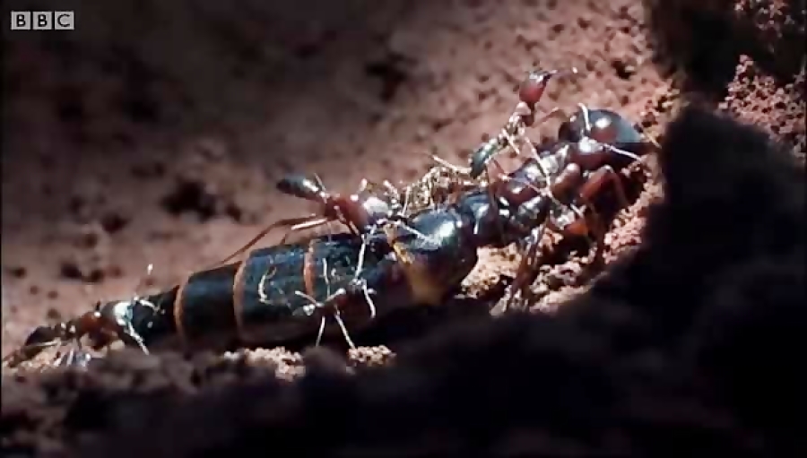 Queen Ant Mating Season | Ant Attack | BBC Earth