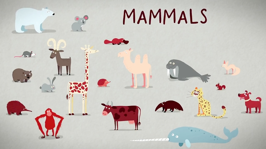 The three different ways mammals give birth - Kate Slabosky