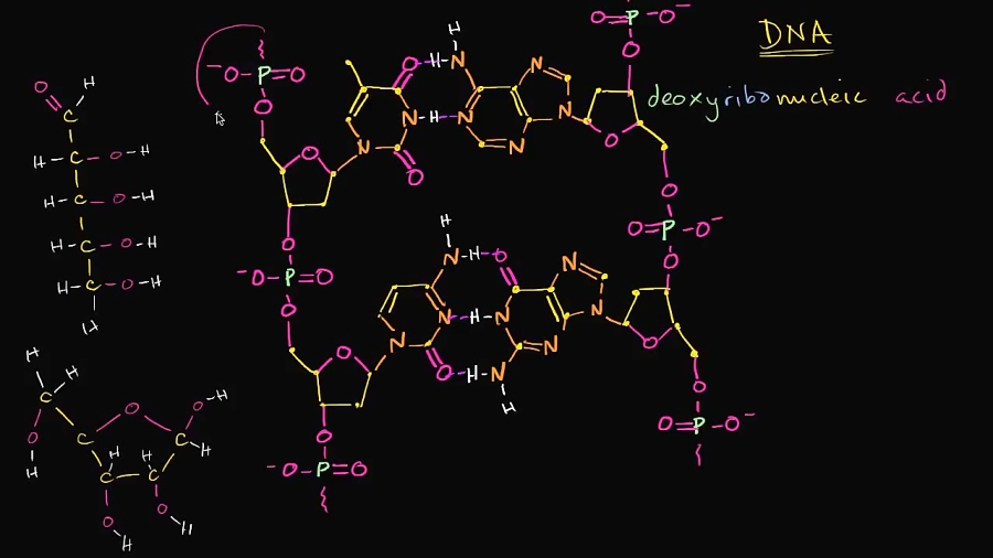 Antiparallel structure of DNA strands | Biology