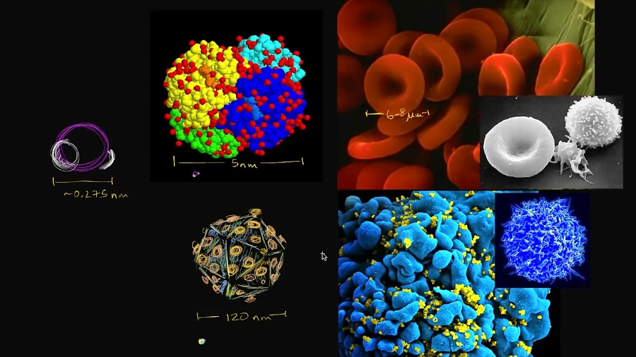Scale of cells | Structure of a cell | Biology | Khan Academy
