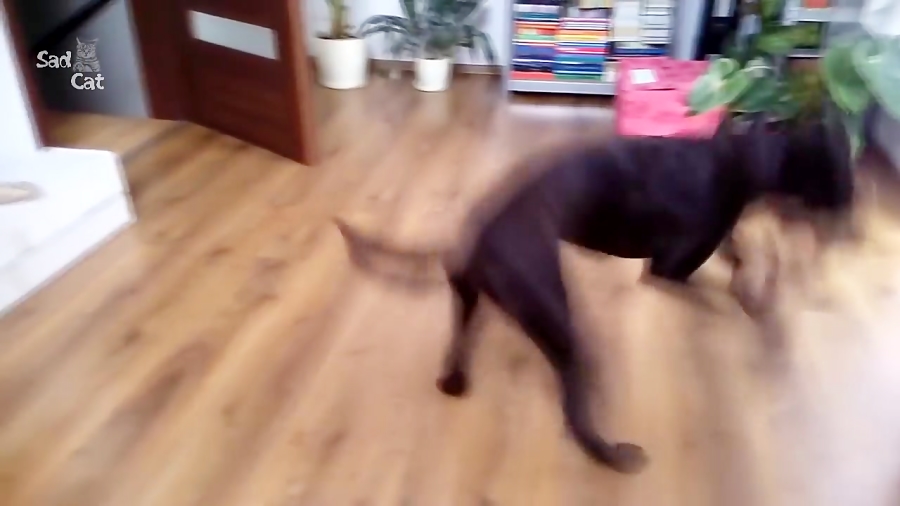 Funny Labradors Compilation NEW