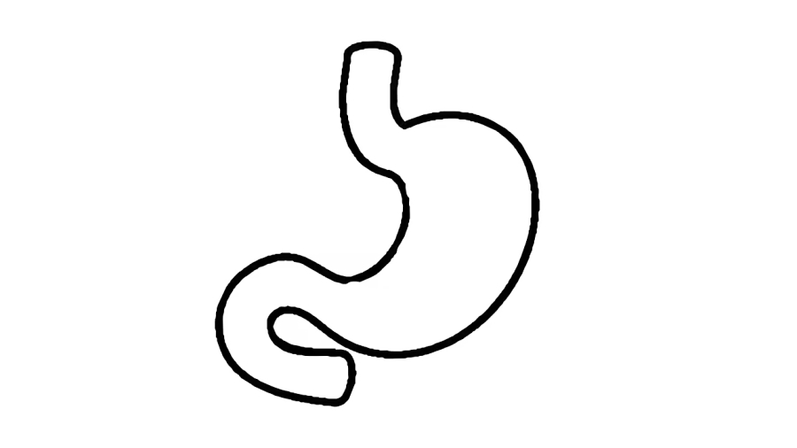 How to Draw a Stomach