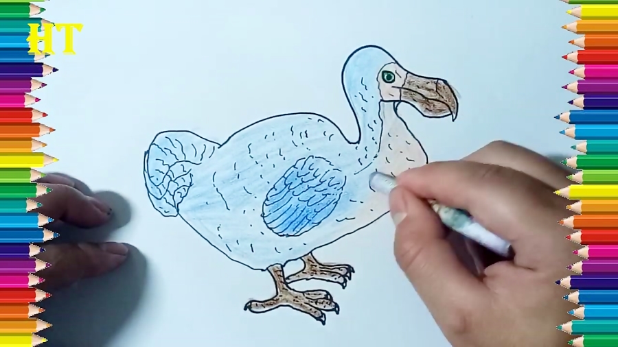 How to draw a Dodo step by step - Dodo drawing and coloring for kids