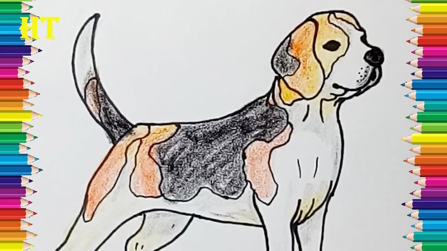 How to draw a Beagle step by step - Beagle dog drawing easy for beginners