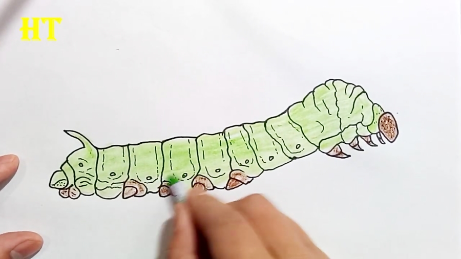 How to draw a silkworm easy step by step | Easy animals to draw
