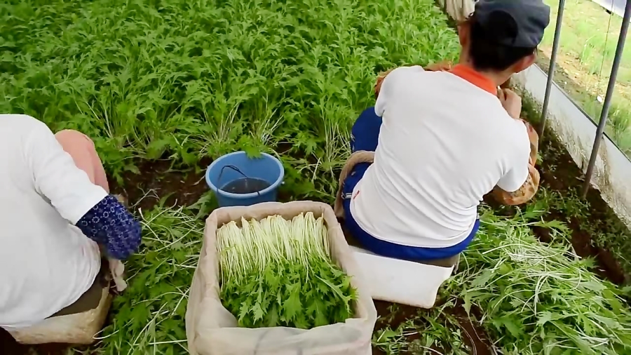 Japan Mizuna Vegetable Farming and Harvesting - Japan Agriculture ...