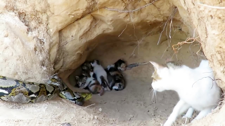 مار پیتون و بچه گربه ها