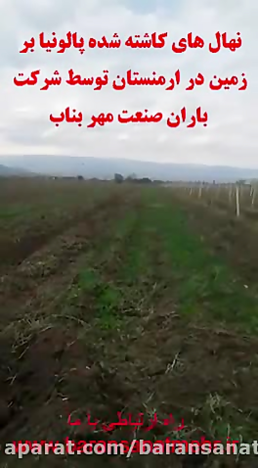 نهال های کاشته شده پالونیا بر زمین در ارمنستان