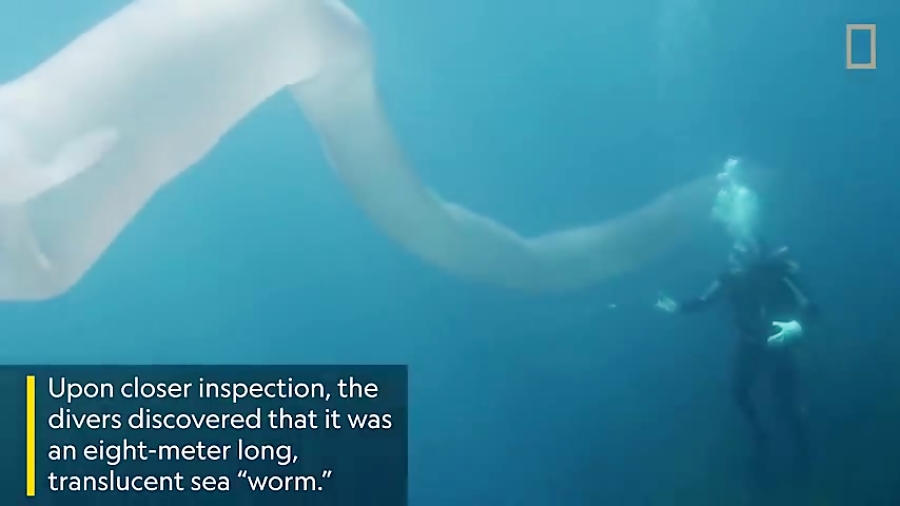 Mysterious Sea 'Worm' Spotted Near New Zealand | National Geographic