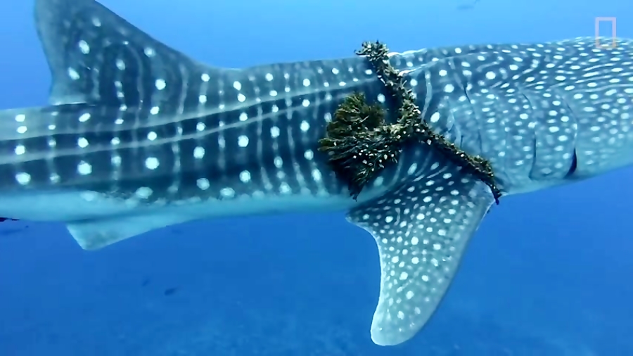 Watch A Free-Diver Rescue This Entangled Whale Shark | National Geographic