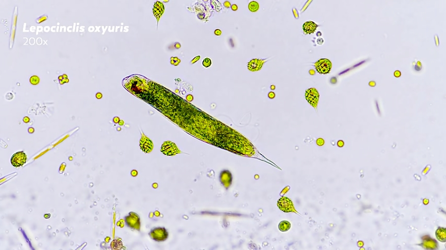 Euglenoids: Single-Celled Shapeshifters