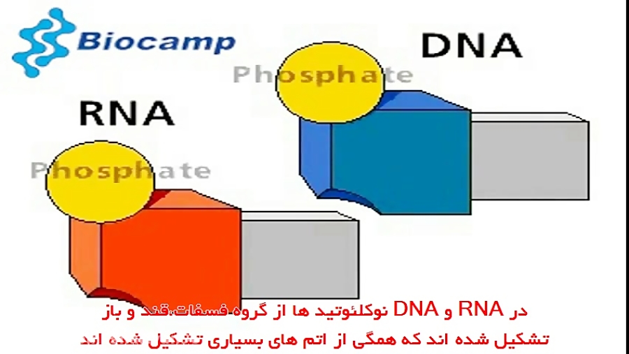 ساختار DNA و RNA