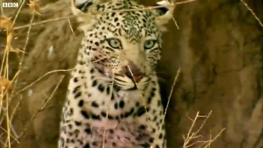 دنیای حیوانات - پلنگ مرموز - The Sneaky Leopard