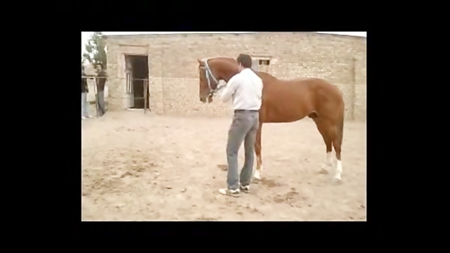 اسب کهر تروبرد....بازی کن))))))