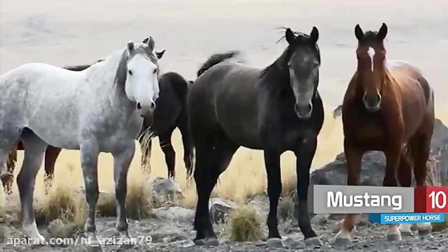 قویترین نژاد اسب ها