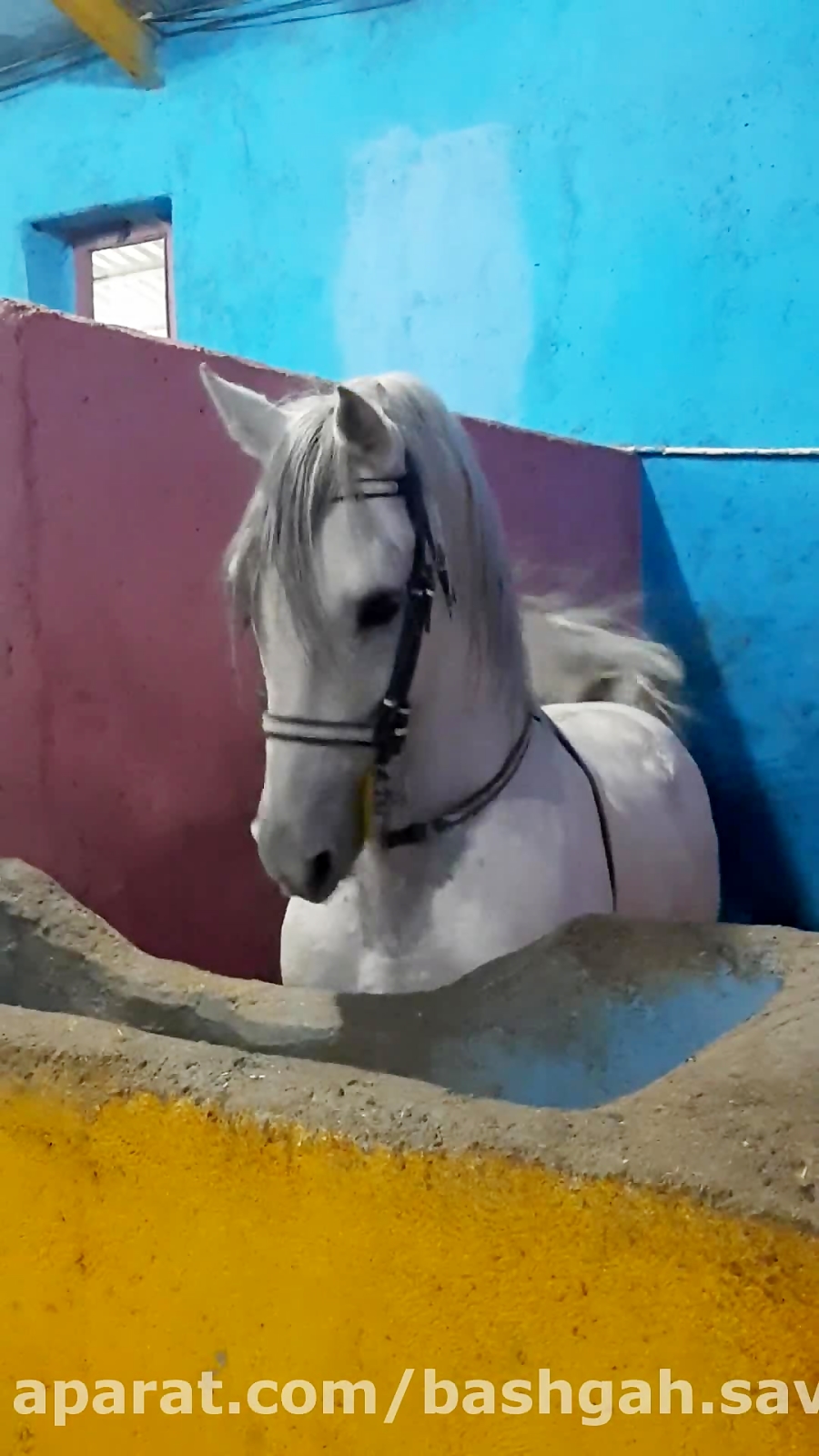 اسطوره اسب کرد ایران اصلان بی رقیب