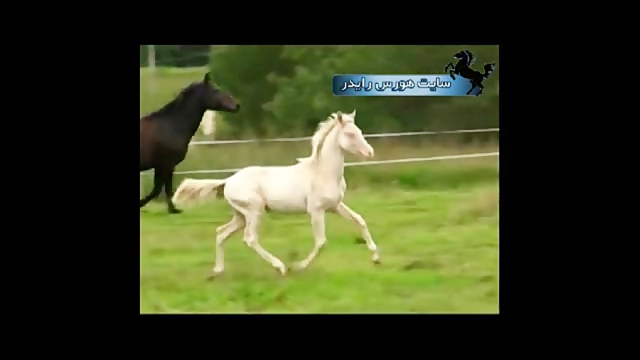 زیباترین اسب جهان