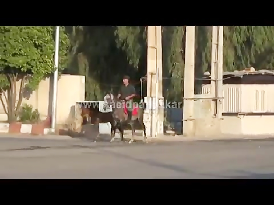 پیمایش2/نژاد دره شوری (تولید مجتمع اسب سمند کازرون)