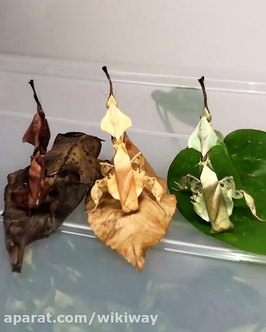 حشره برگ مانند Phyllocrania illudens | بومی ماداگاسکار