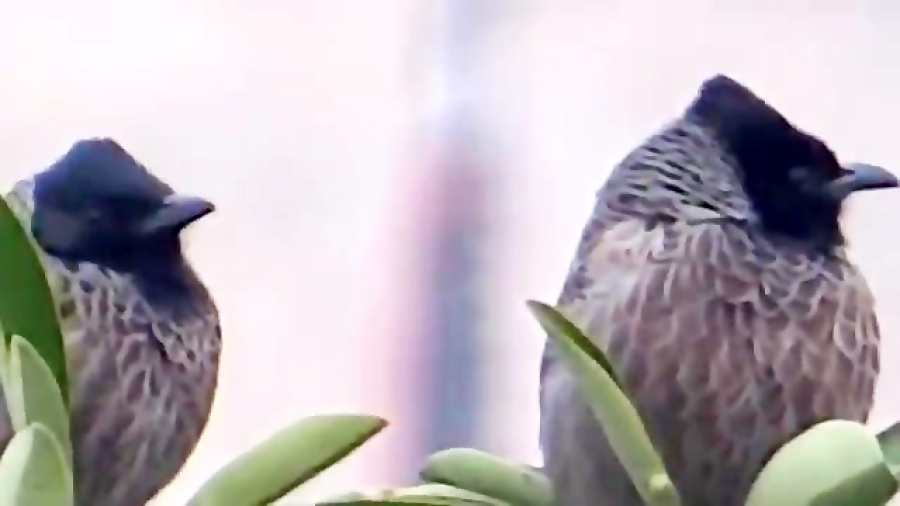 بلبل یعنی زیبایی