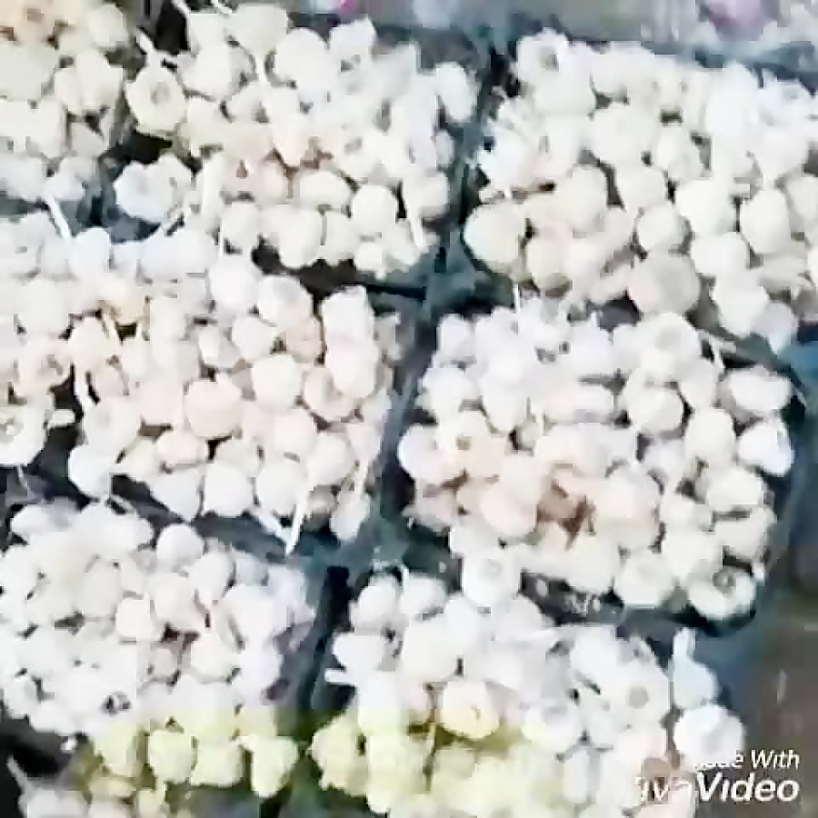 garlic export from Iran