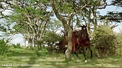 دانلود انیمیشن سرزمین رویاهای کوچک 2008 Little Tikes Land با دوبله فارسی