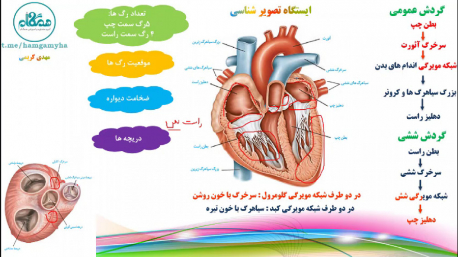 فصل چهارم زیست دهم - آناتومی قلب