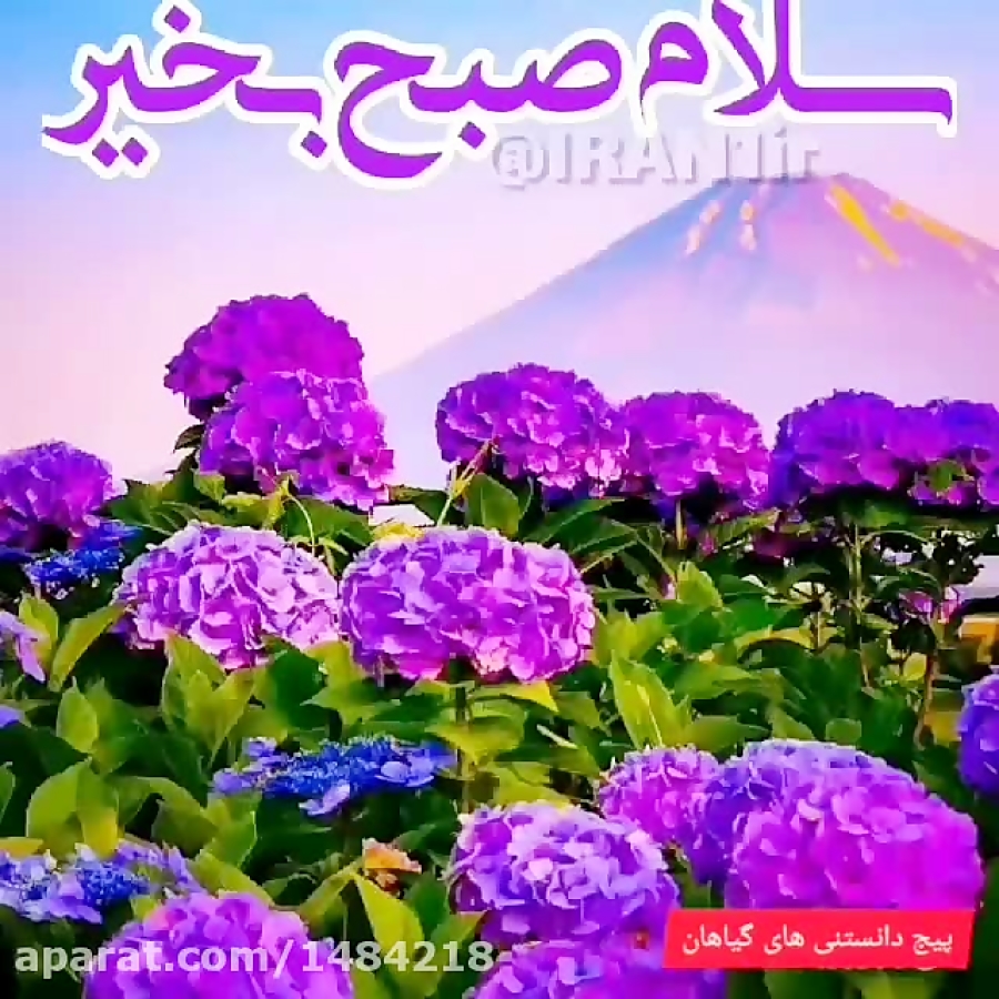 سلام صبح بخیر و شادی