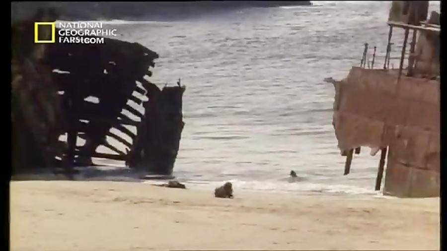 مستند فوک های طلایی ساحل اسکلت-National Geographic Golden Seals Of ...