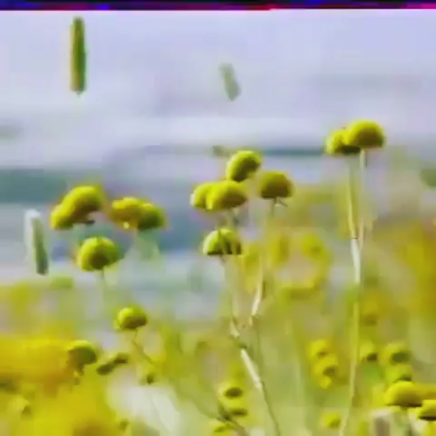 یادبرنامه دیدنیهلی شبکه دو