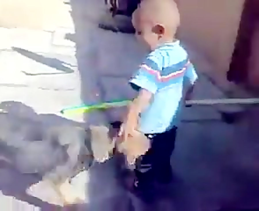 عصبانی شدن بچه و گاز گرفتن سگ