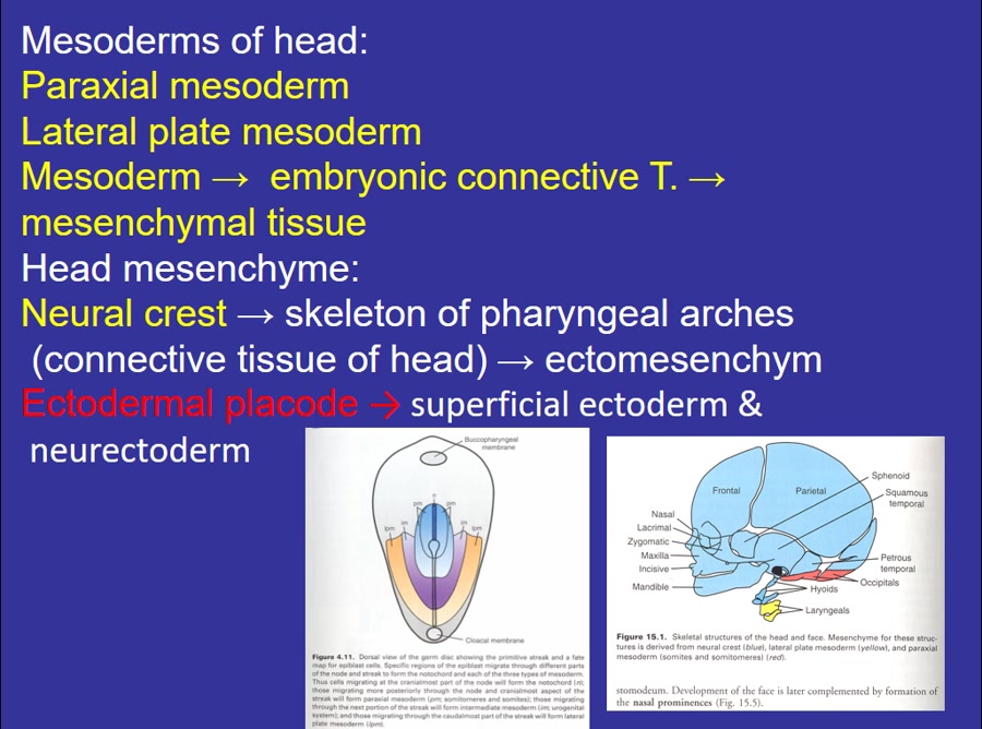 (head and neck embryology (part 1