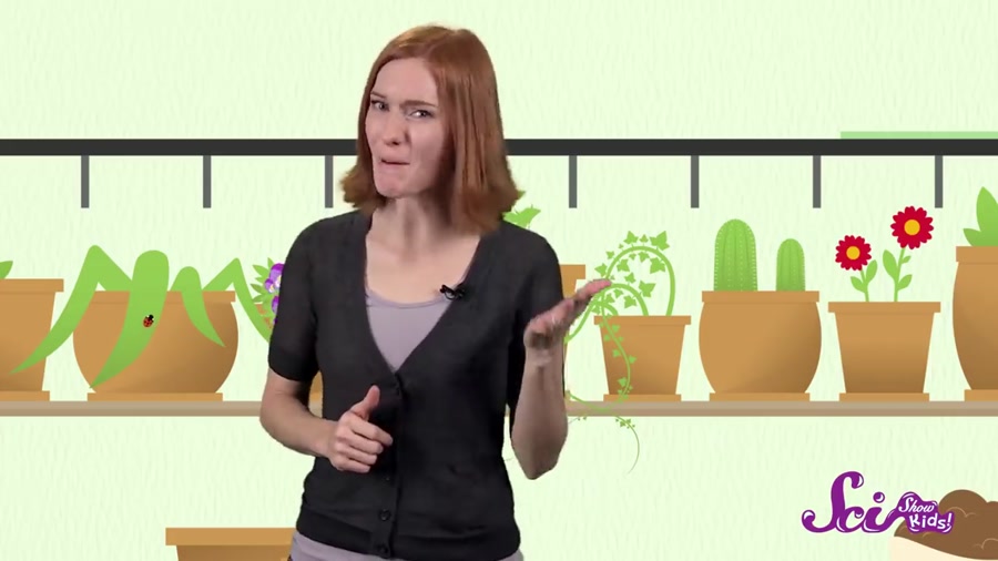 How Does A Seed Become A Plant by SciShow Kids